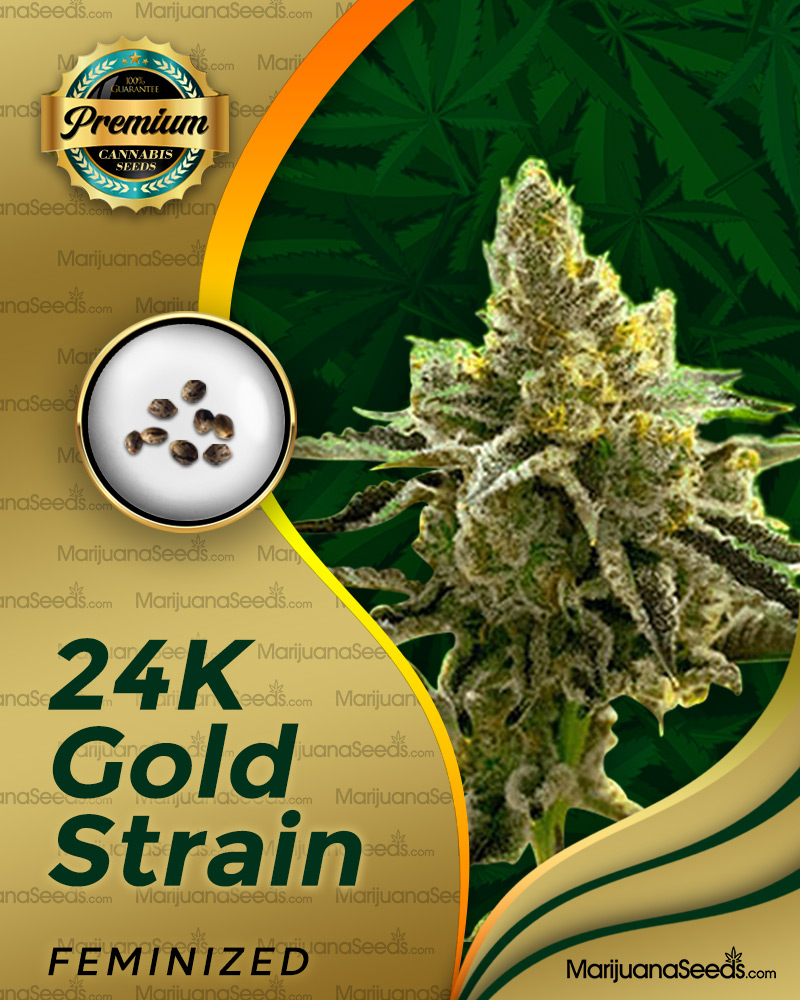 24k Gold Strain Feminized Marijuana Seeds | Marijuana Seeds