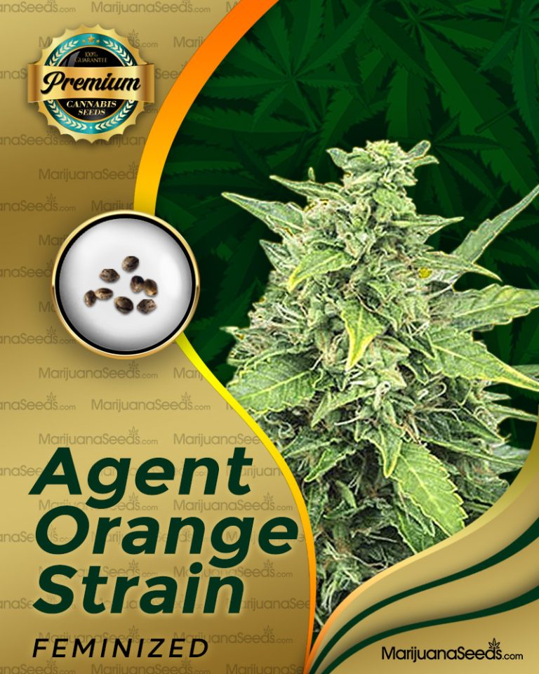 Products Archive | Marijuana Seeds