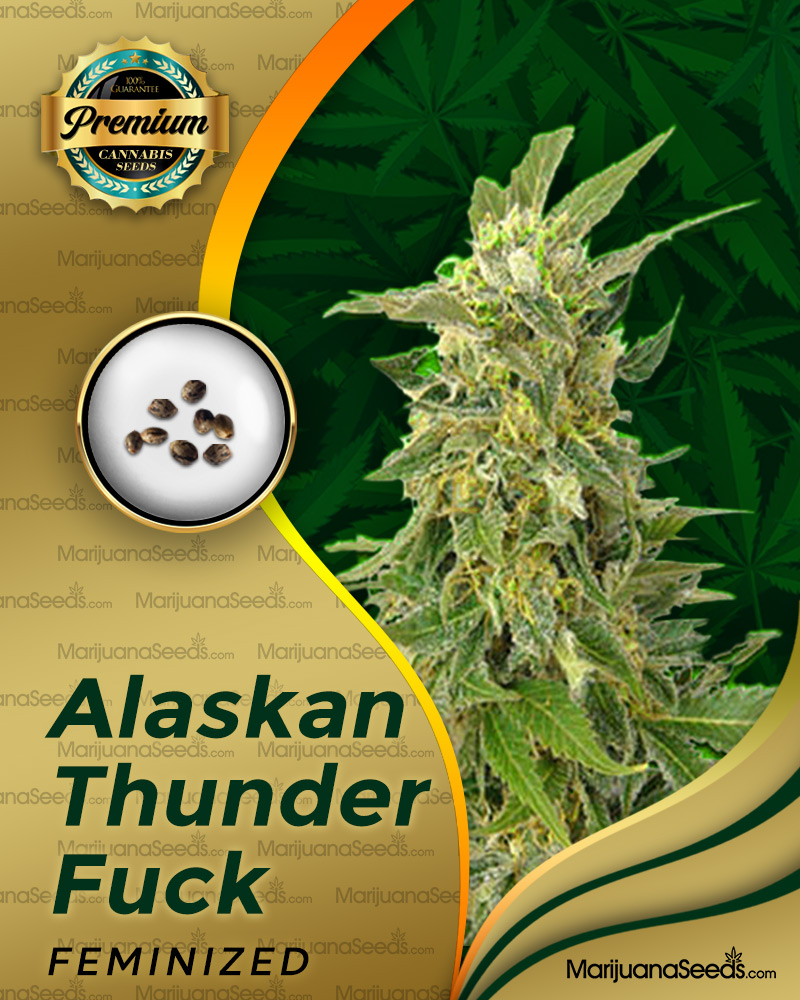 Alaskan Thunder Fuck Strain Feminized Marijuana Seeds | Marijuana Seeds