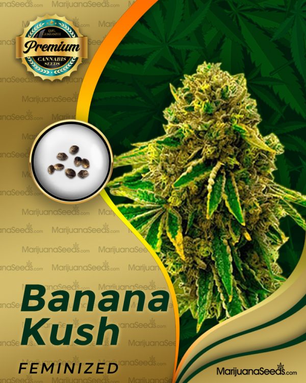 Banana Kush Feminized Marijuana Seeds | Marijuana Seeds