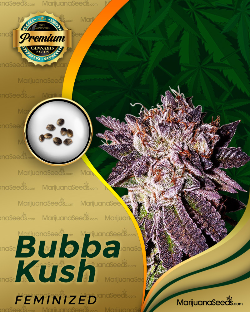Bubba Kush Feminized Marijuana Seeds | Marijuana Seeds Bubba Kush Feminized Marijuana Seeds | Marijuana Seeds