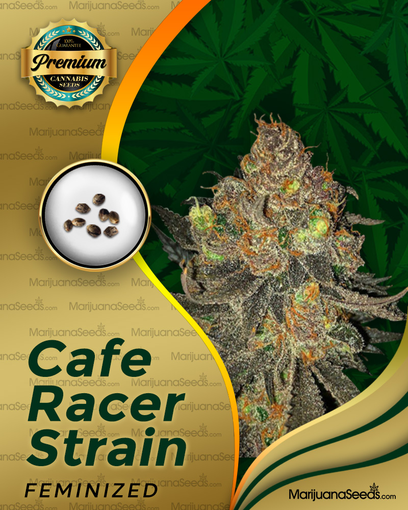 Cafe Racer Strain Feminized Marijuana Seeds | Marijuana Seeds