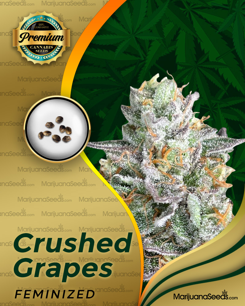 Crushed Grapes Strain Feminized Marijuana Seeds | Marijuana Seeds