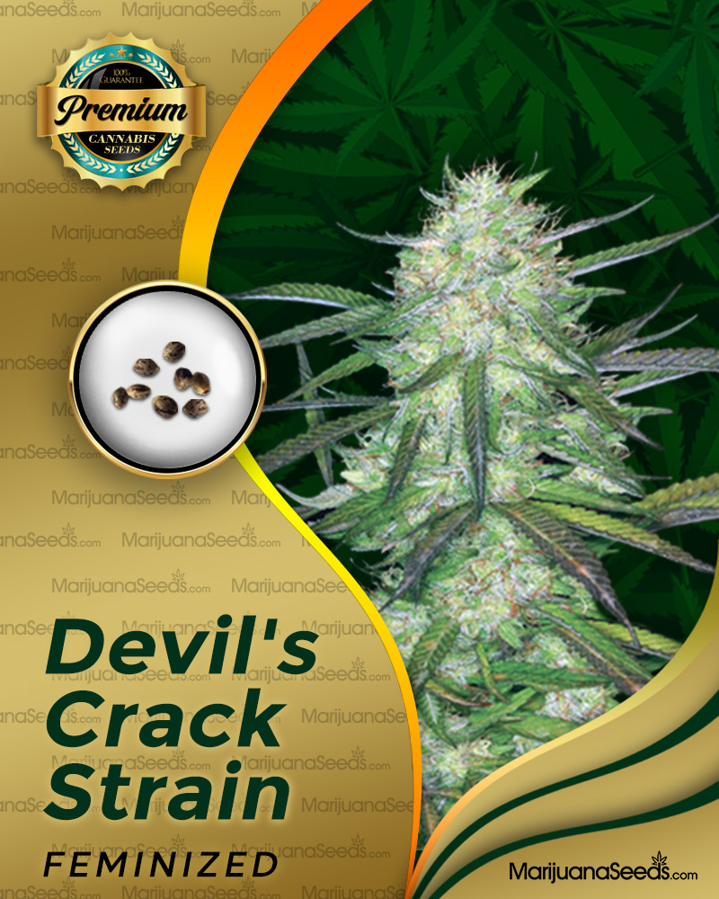 Devils Crack Strain Feminized Marijuana Seeds | Marijuana Seeds