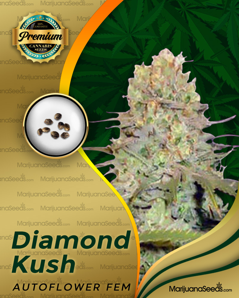 Diamond Kush Autoflowering Marijuana Seeds | Marijuana Seeds