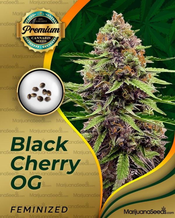 Mac And Cheese Strain Feminized Marijuana Seeds | Marijuana Seeds
