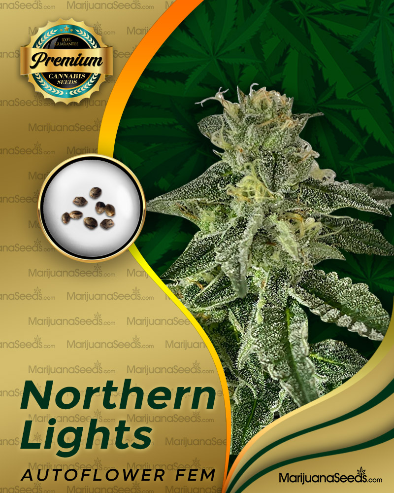 Northern Lights Strain Autoflowering Marijuana Seeds | Marijuana Seeds