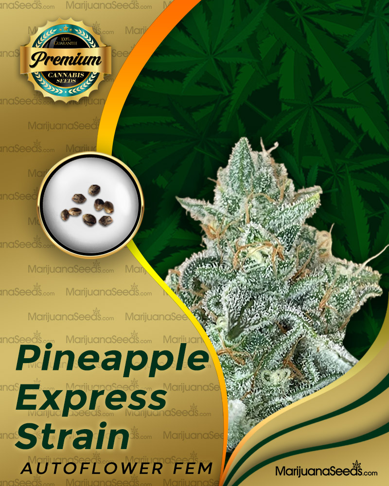 Pineapple Express Strain Autoflowering Marijuana Seeds | Marijuana Seeds