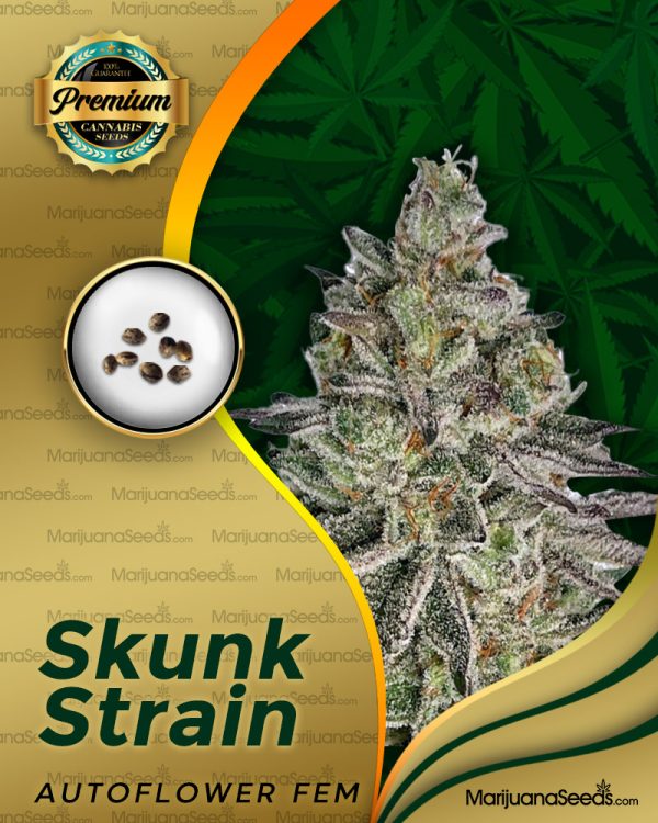 Skunk Strain Autoflower Marijuana Seeds | Marijuana Seeds