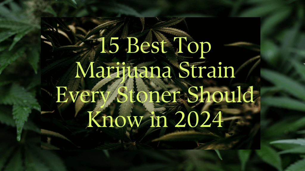Top Marijuana Strain Best For Every Stoner Should Know in 2024