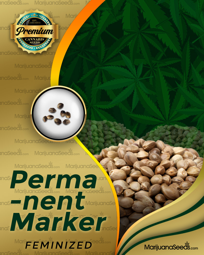 Permanent Marker Strain Feminized Marijuana Seeds | Marijuana Seeds
