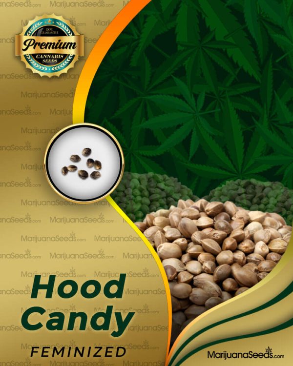 Hood Candy Strain Feminized Marijuana Seeds | Marijuana Seeds