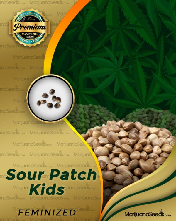 Sour Patch Kids Feminized Marijuana Seeds | Marijuana Seeds