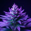 List of Purple Weed Strains | Marijuana Seeds