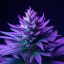 List of Purple Weed Strains | Marijuana Seeds
