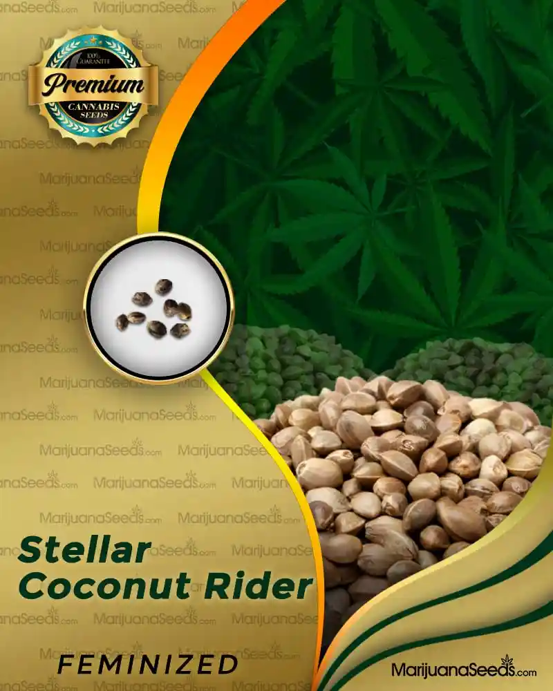 Stellar Coconut Rider Strain Feminized Marijuana Seeds