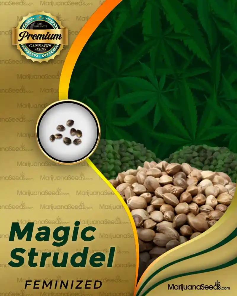Magic Strudel Strain Feminized Marijuana Seeds