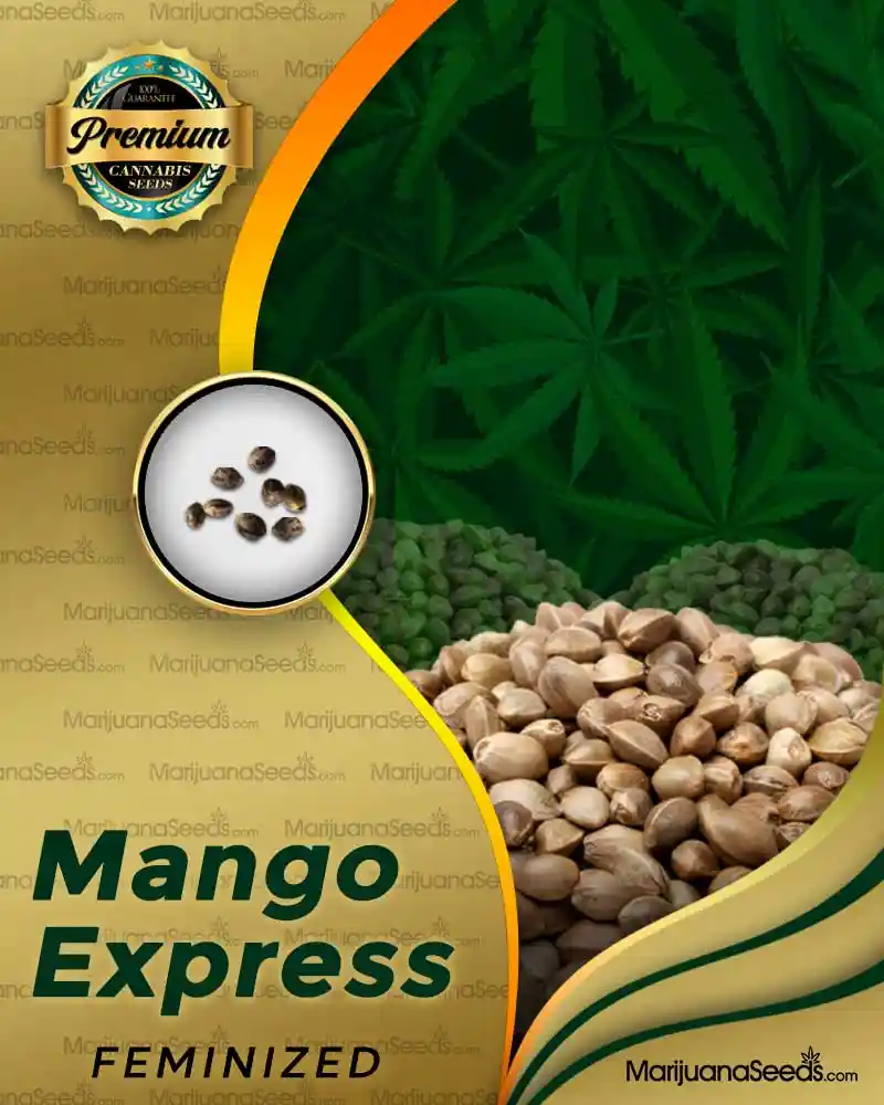 Mango Express Strain Feminized Marijuana Seeds