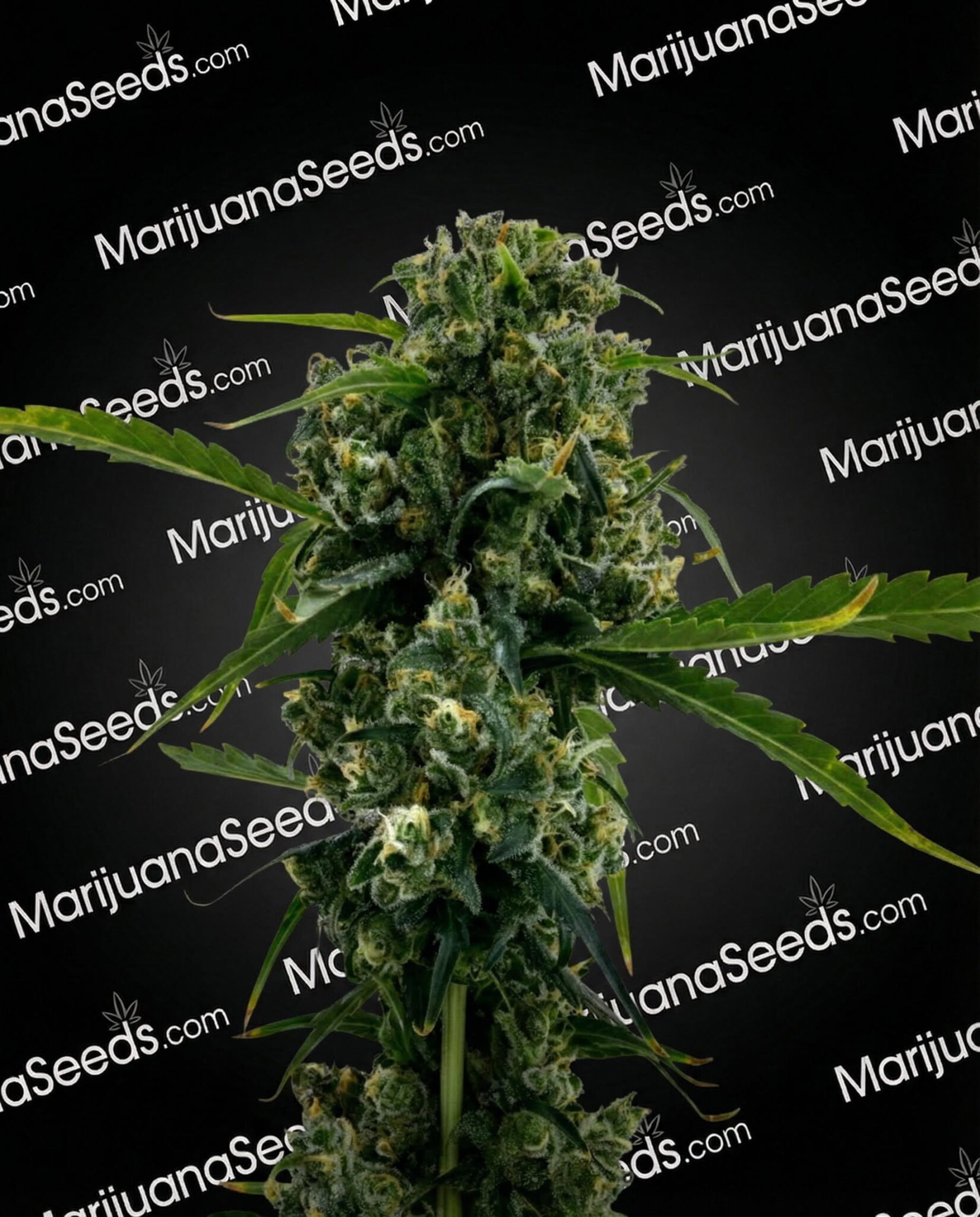 Girl Scout Cookies x Kush Strain Feminized Marijuana Seeds