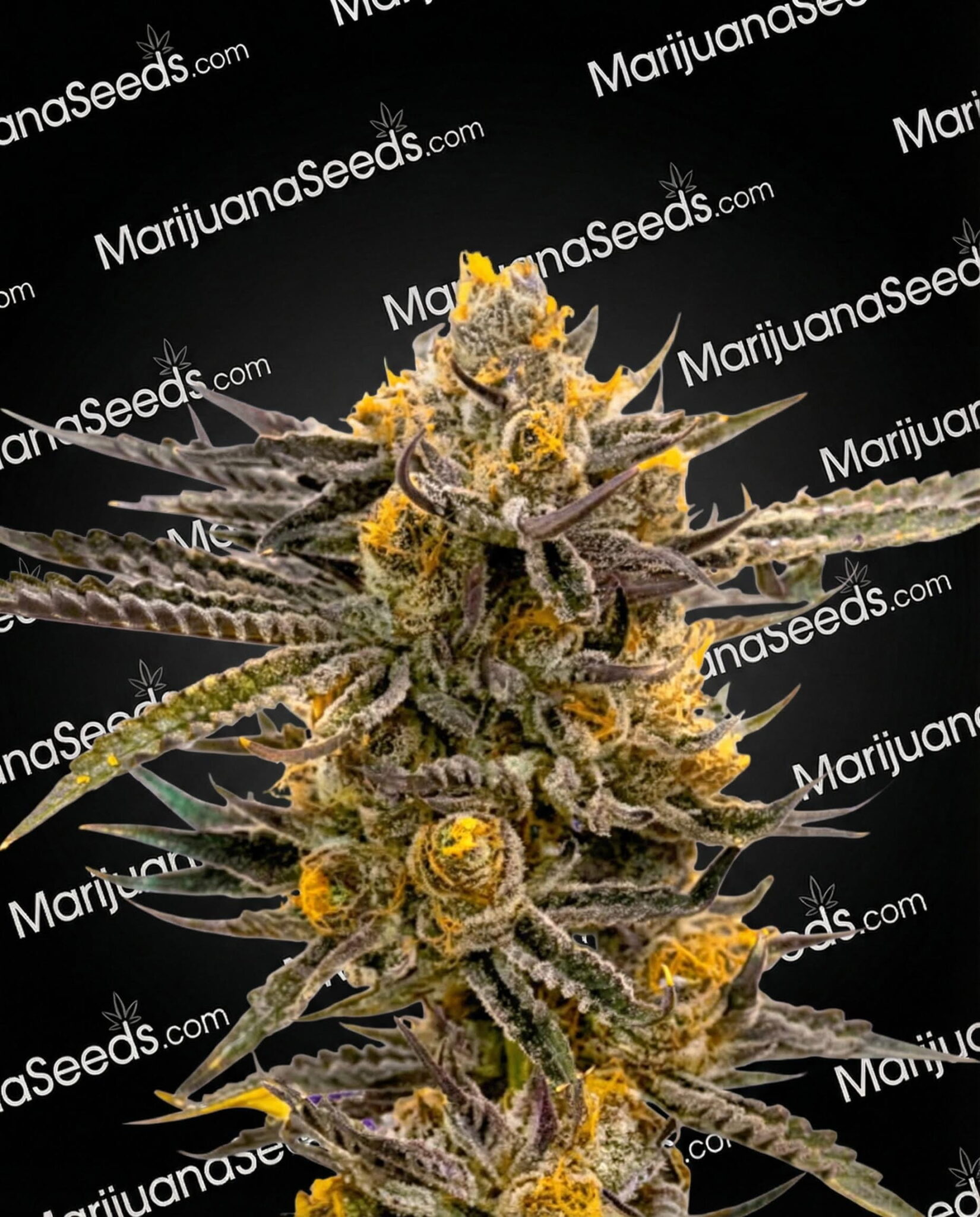 Haze XL Strain Feminized Marijuana Seeds