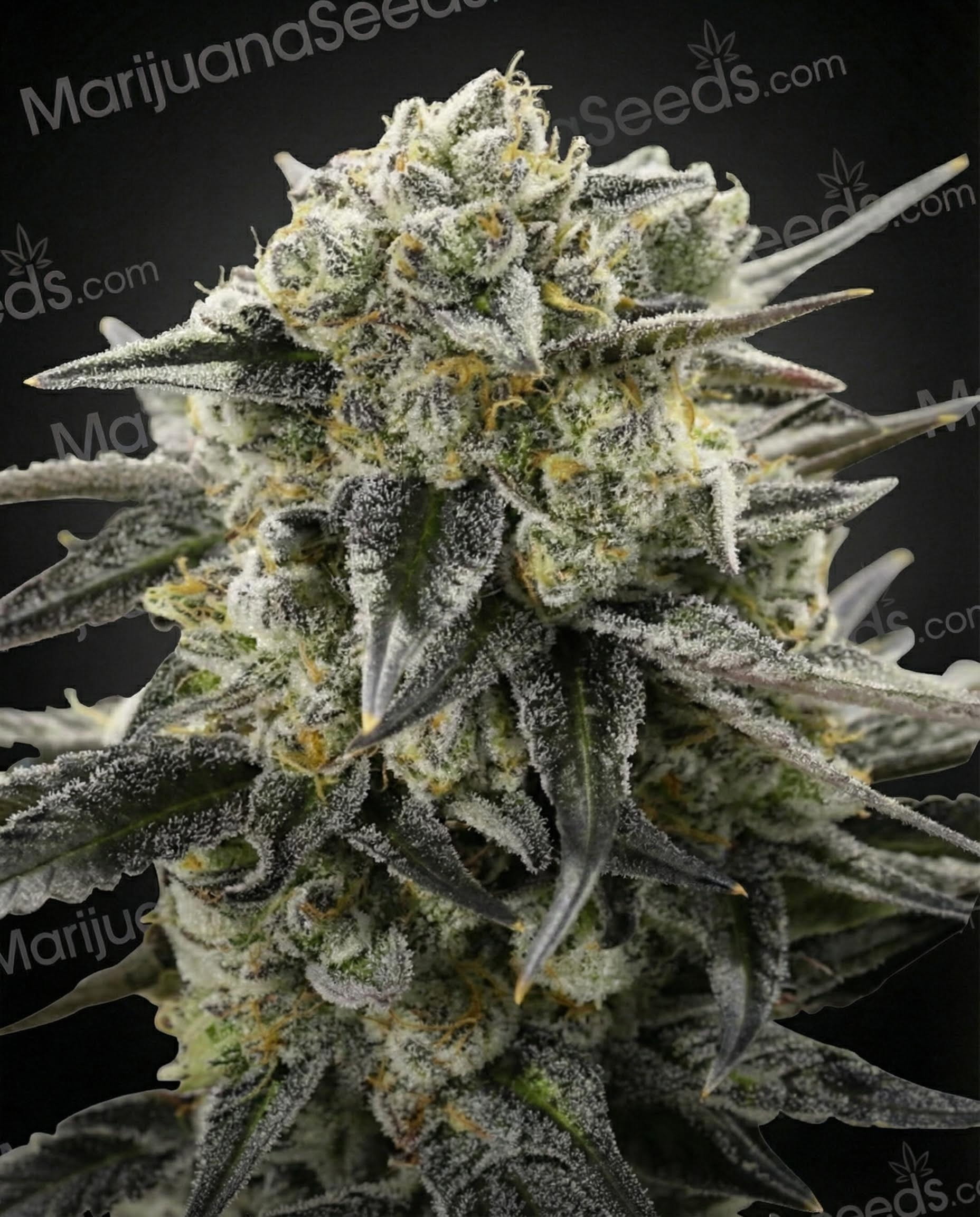 Marijuana Seeds | Buy Cannabis Seeds Online