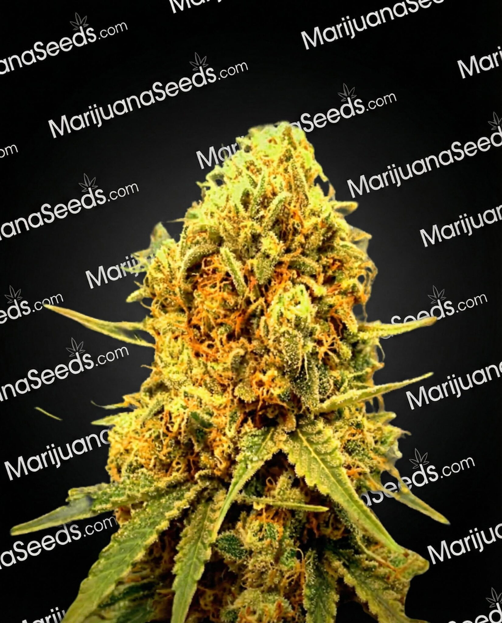 Orange Velvet x Cinderella99 Strain Feminized Marijuana Seeds