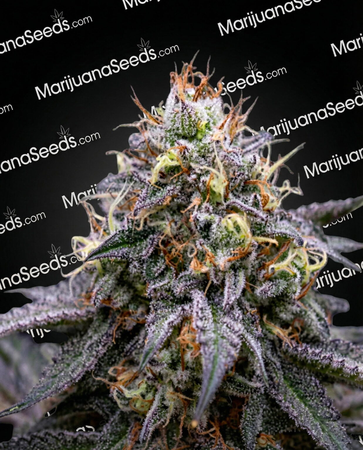 Purple Gelato Strain Feminized Marijuana Seeds