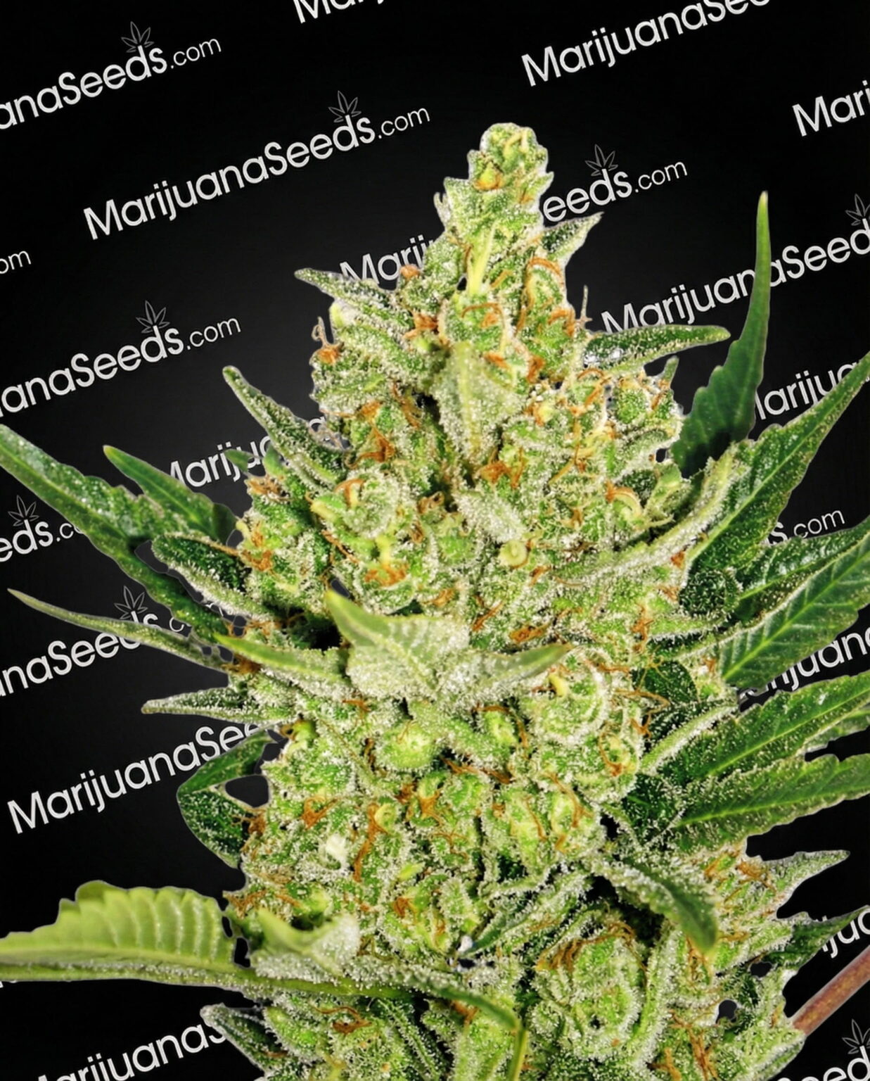 Strawberry Cheese Strain Feminized Marijuana Seeds