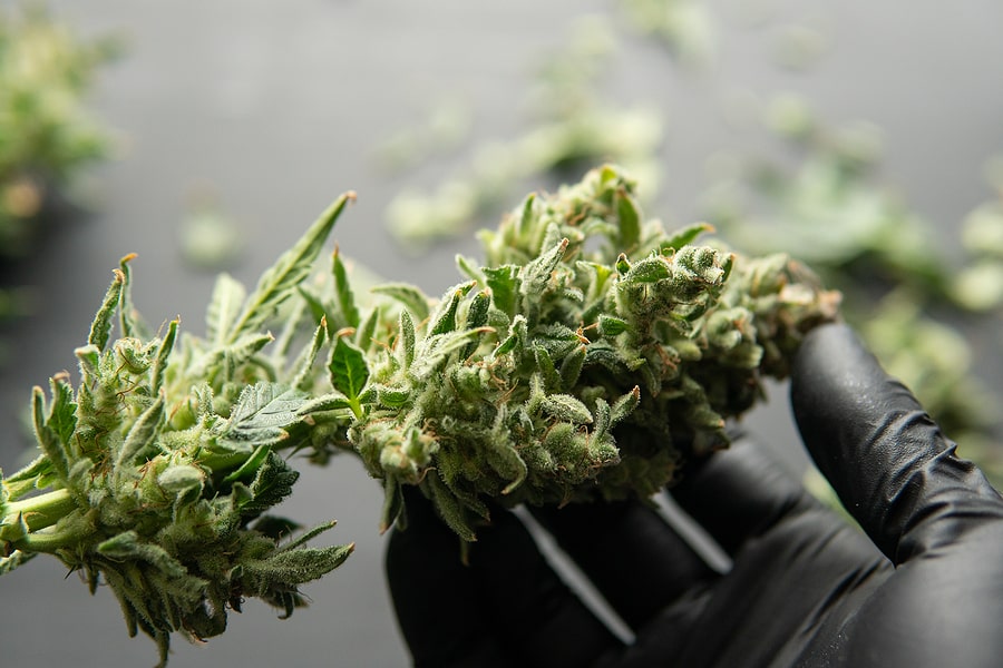 Cannabis Anatomy Different Parts of a Marijuana Plant