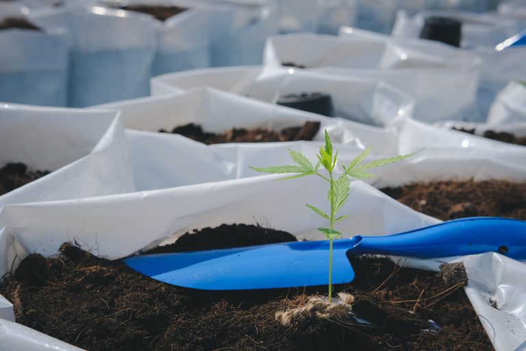 Growing Marijuana in Shipping Containers
