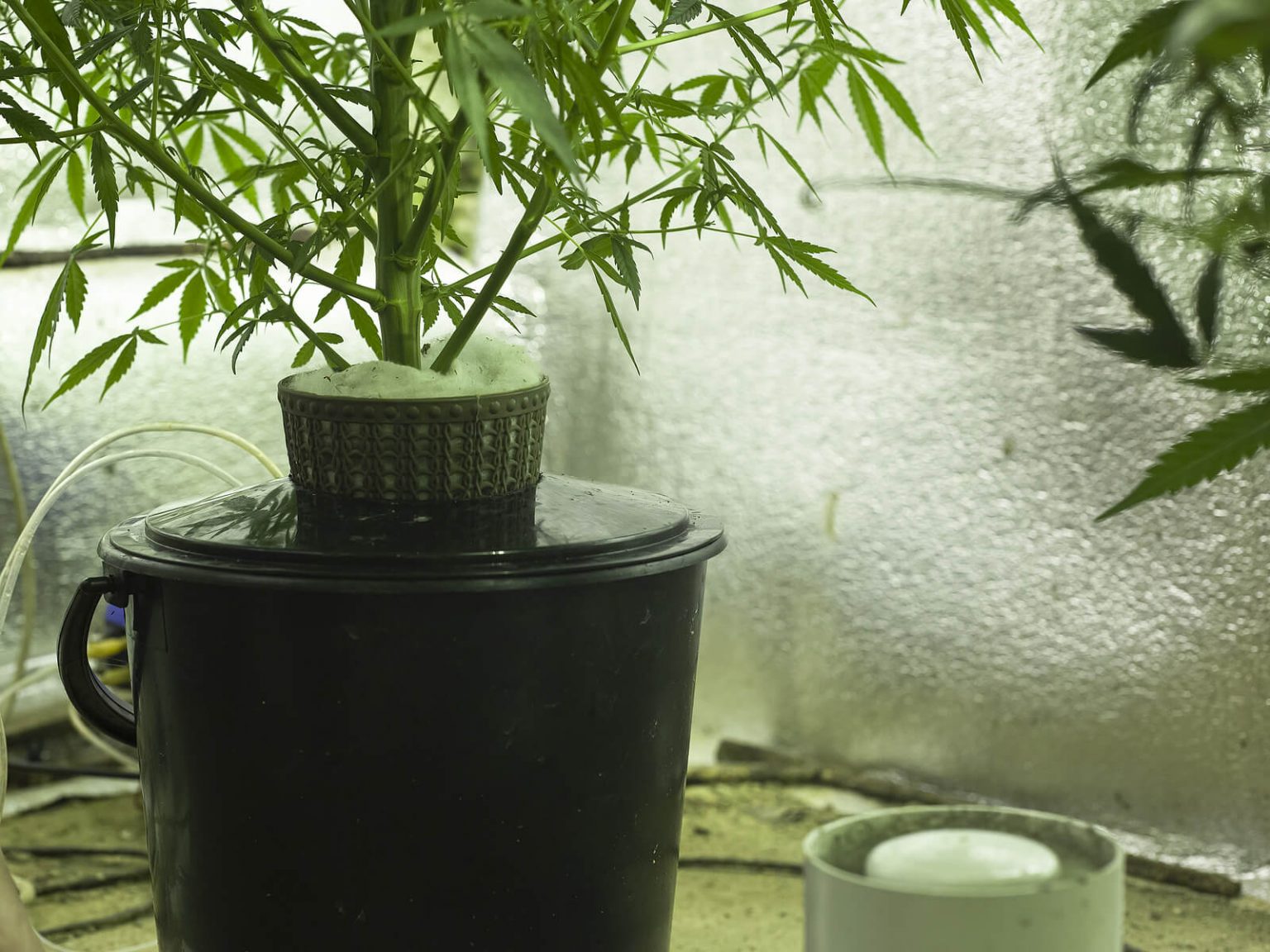 Beginner’s Guide to Growing Marijuana in Hydroponics