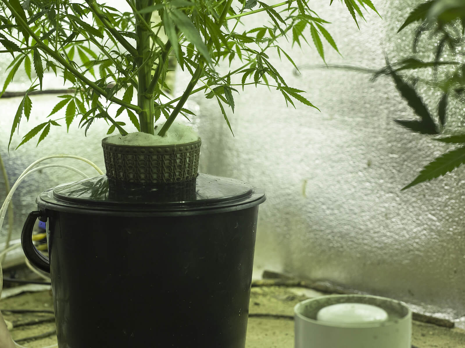 Beginner’s Guide to Growing Marijuana in Hydroponics