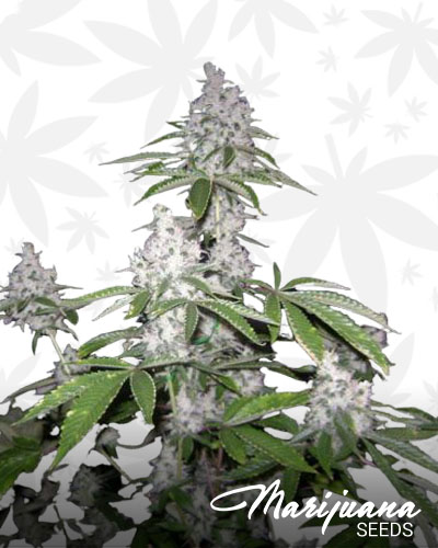 BOG Bubble Strain Information | Marijuana Seeds