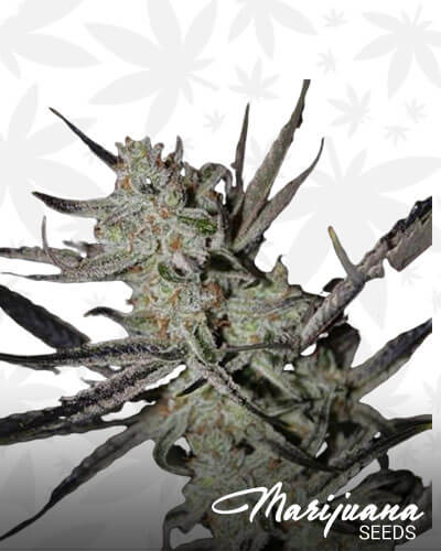 Chernobyl Strain Information | Marijuana Seeds Chernobyl Strain Information | Marijuana Seeds