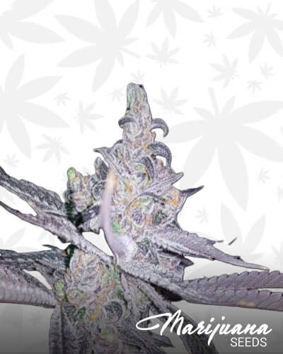 Dark Shadow Haze Information | Marijuana Seeds