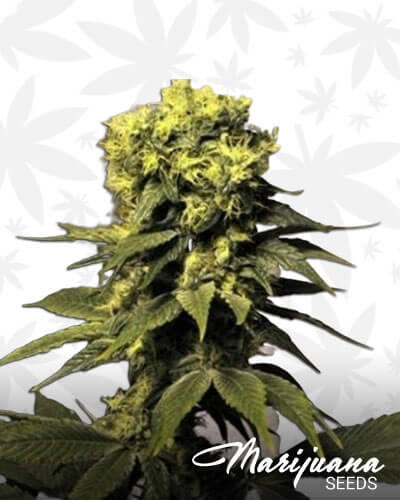 Early Queen Strain Information | Marijuana Seeds