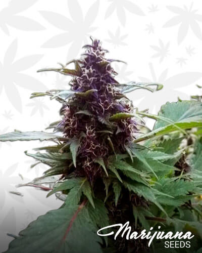 Frisian Duck Strain Information | Marijuana Seeds