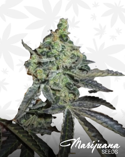 Grape Puff Marijuana Seeds | Cannabis Strain Information