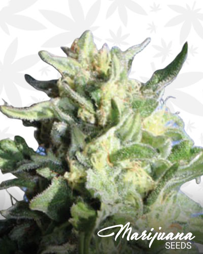 Banana Mango Strain Information | Marijuana Seeds