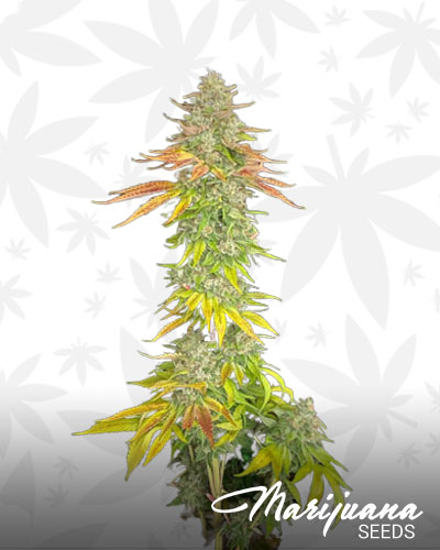 Melonade Marijuana Seeds | Strain Information