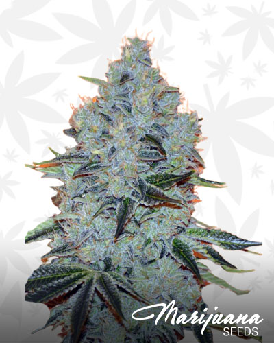 Mob Boss Marijuana Seeds