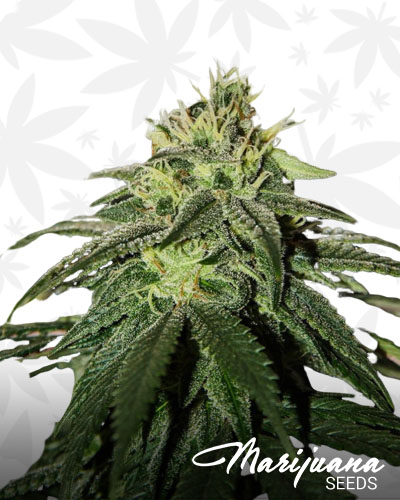 Mt. Hood Magic Marijuana Seeds | Strain Information