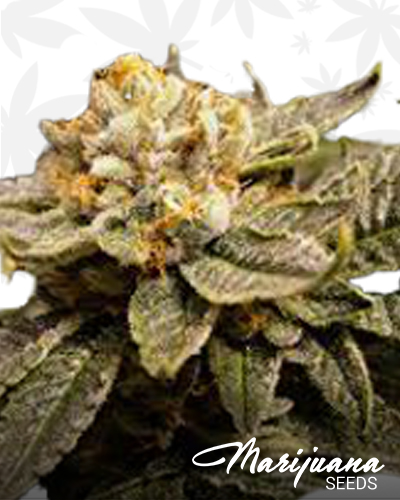 Alien Napalm (Aka: Alien Napalm OG) Marijuana Seeds | Strain Information Alien Napalm (Aka: Alien Napalm OG) Marijuana Seeds | Strain Information