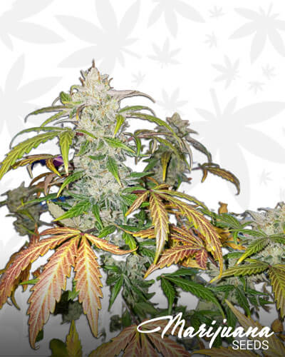 Alien Vs Triangle Marijuana Seeds | Strain Information