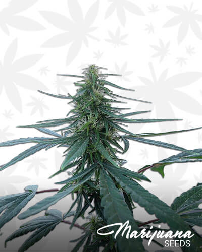 Angola Red X Thai X Purple Thai Marijuana Seeds | Strain Information