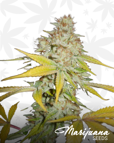 Astro Dawg (Aka: Astrodawg) Strain | Marijuana Seeds Astro Dawg (Aka: Astrodawg) Strain | Marijuana Seeds