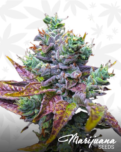 Catfish Marijuana Seeds | Strain Information