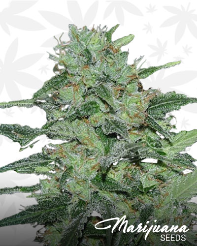 Doctor Doctor Strain | Marijuana Seeds