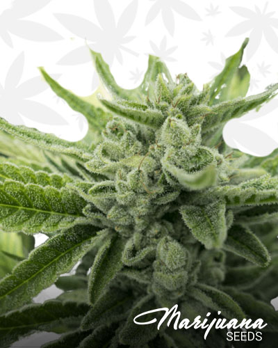 Purple AK-47 | Marijuana Seeds Purple AK-47 | Marijuana Seeds