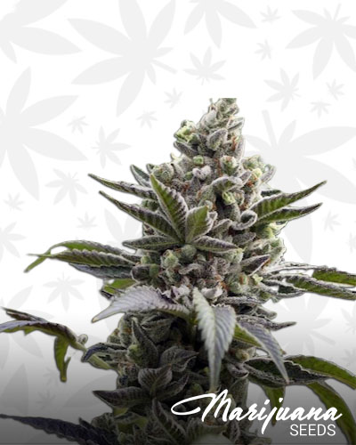 Scott's OG Strain | Marijuana Seeds Strain Information Scott's OG Strain | Marijuana Seeds Strain Information
